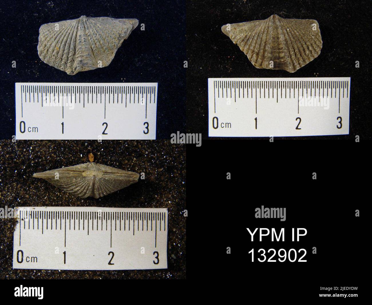 Pennatus hi-res stock photography and images - Alamy