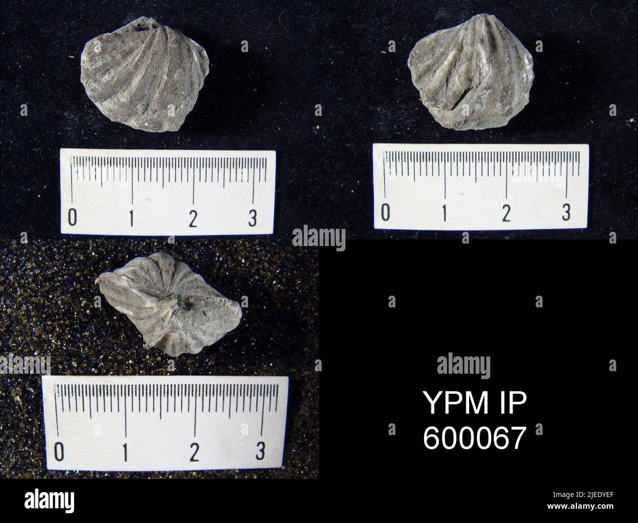 Spirifer eudora Hall, 1894 Stock Photo - Alamy