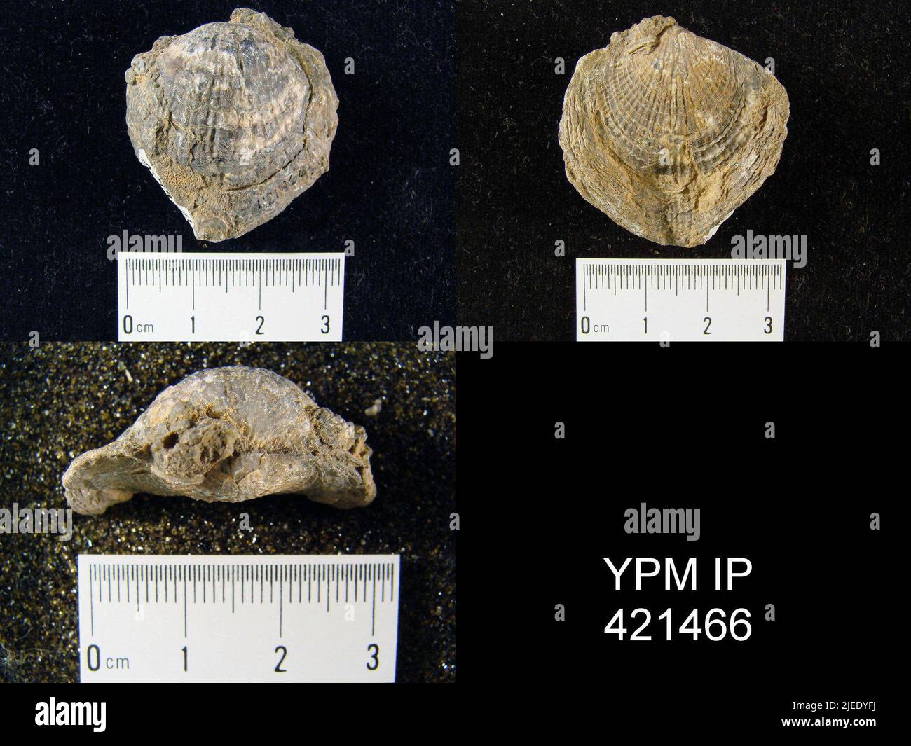 Atrypa sp animalia hi-res stock photography and images - Alamy