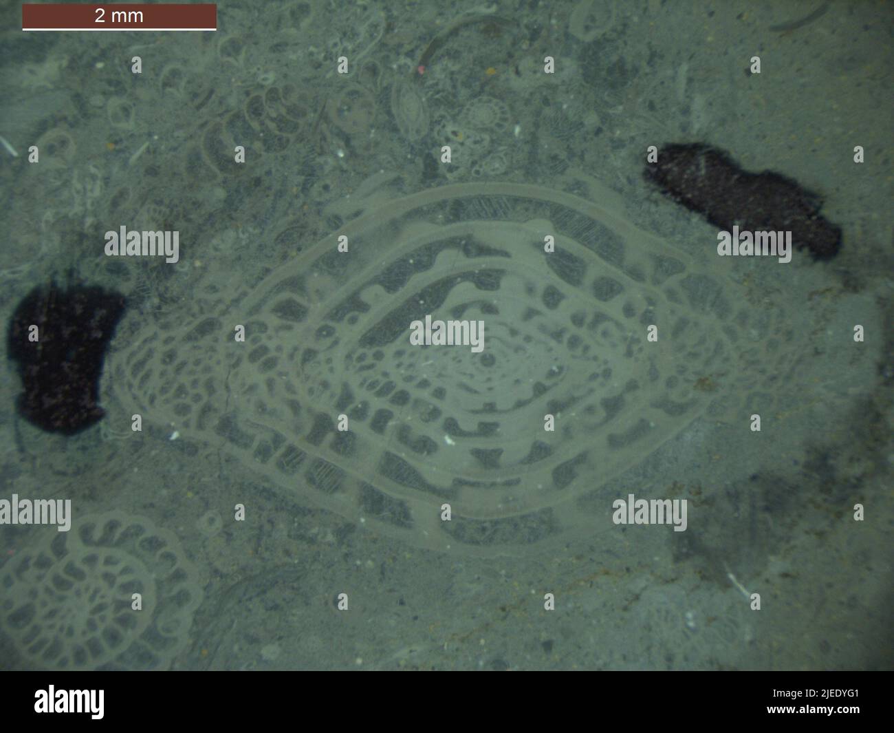 Triticites pinguis Dunbar & Skinner Stock Photo - Alamy