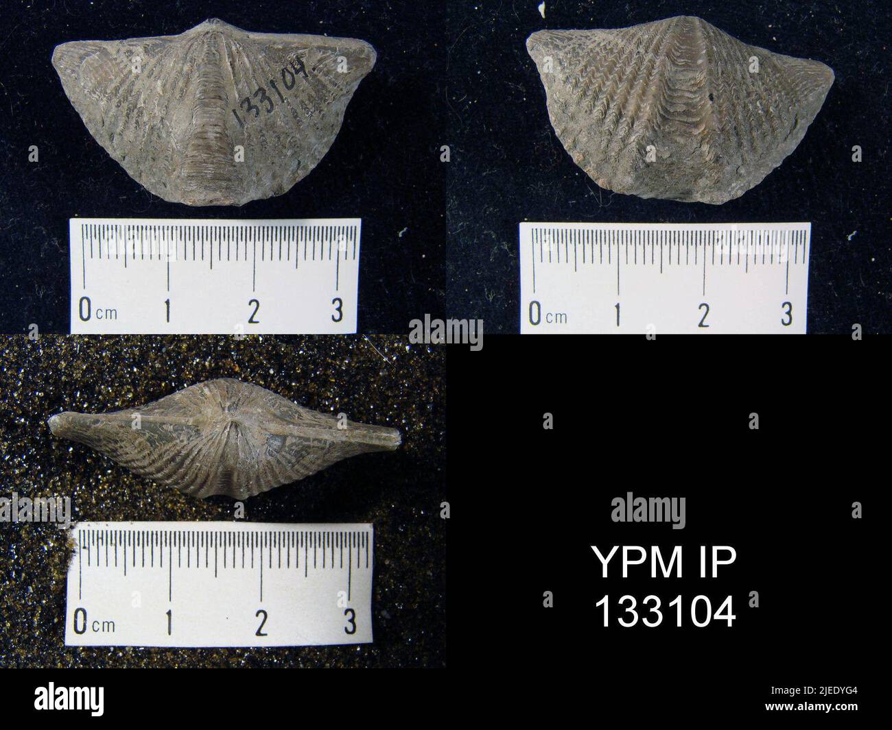 Mucrospirifer sp hi-res stock photography and images - Alamy