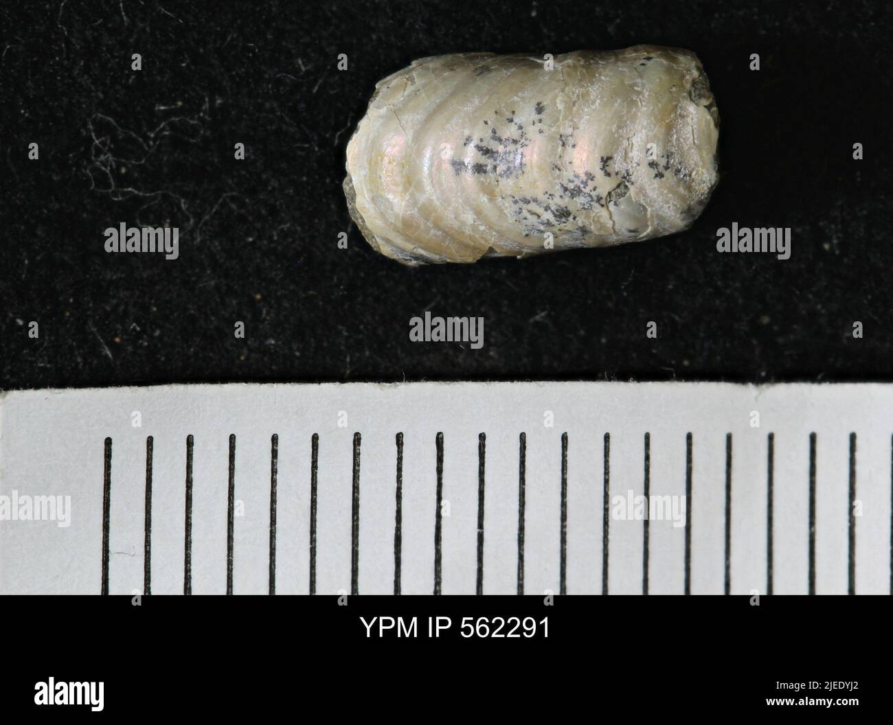 Ammonoidea squids hi-res stock photography and images - Alamy