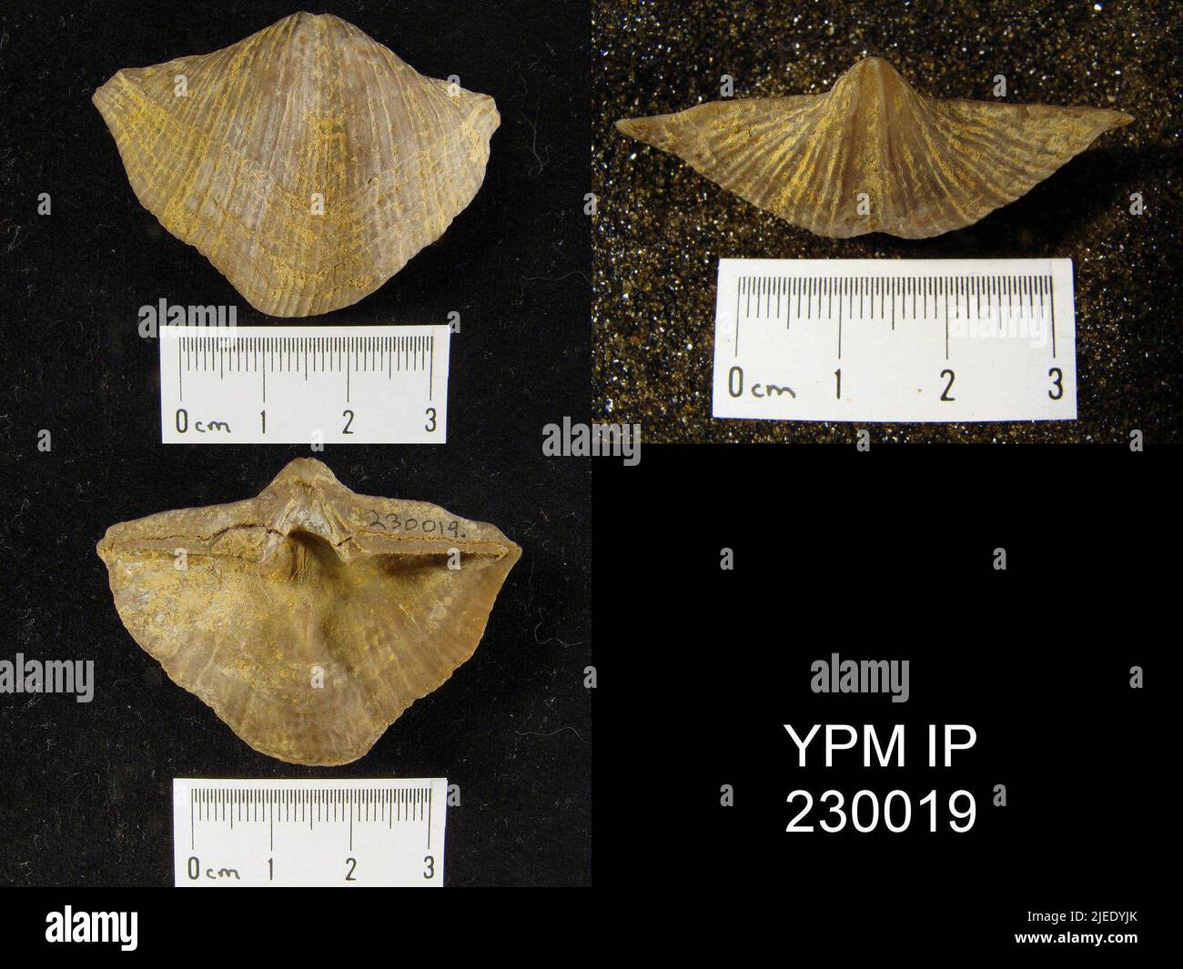 Neospirifer sp animalia hi-res stock photography and images - Alamy