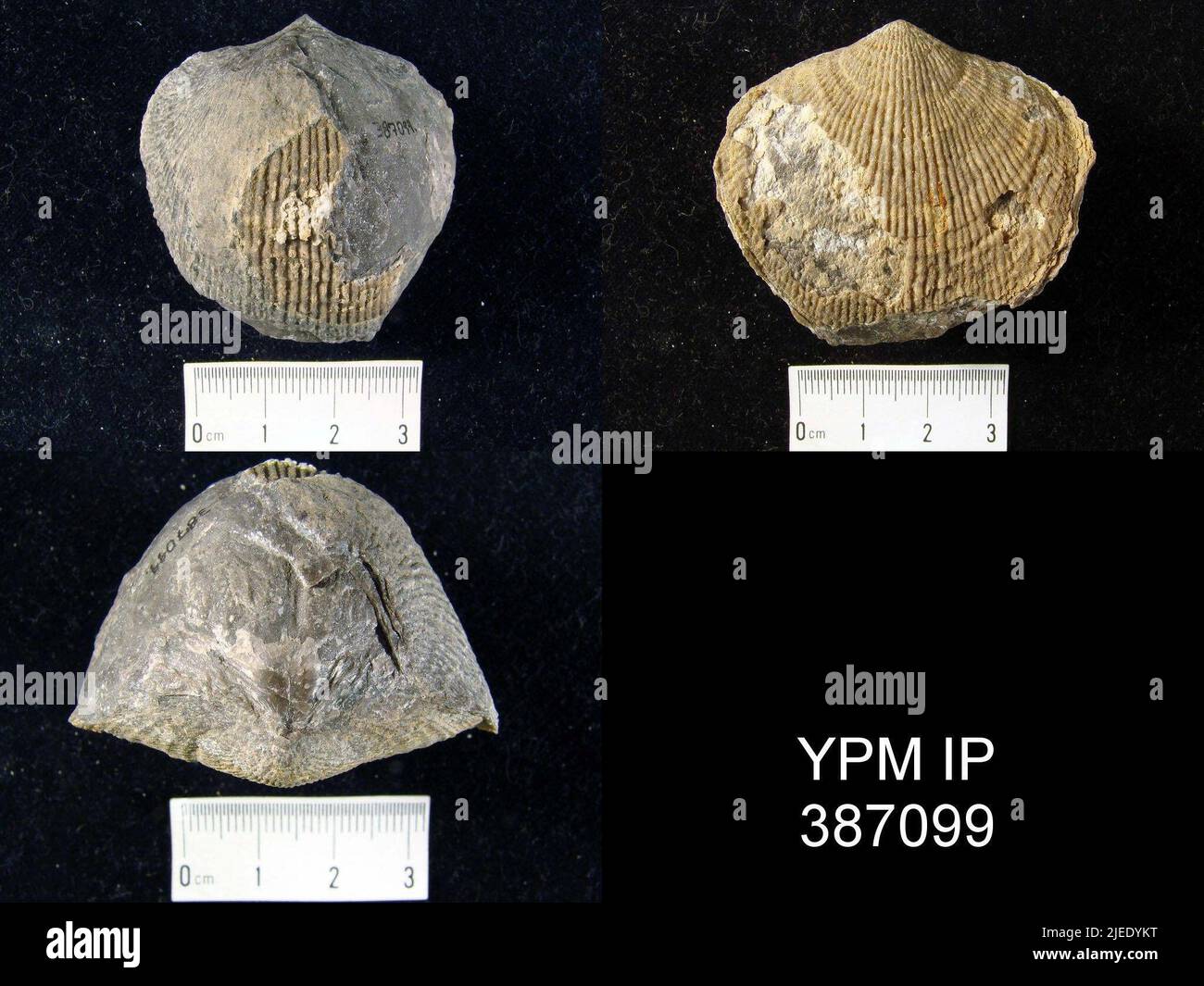 Atrypa sp animalia hi-res stock photography and images - Alamy