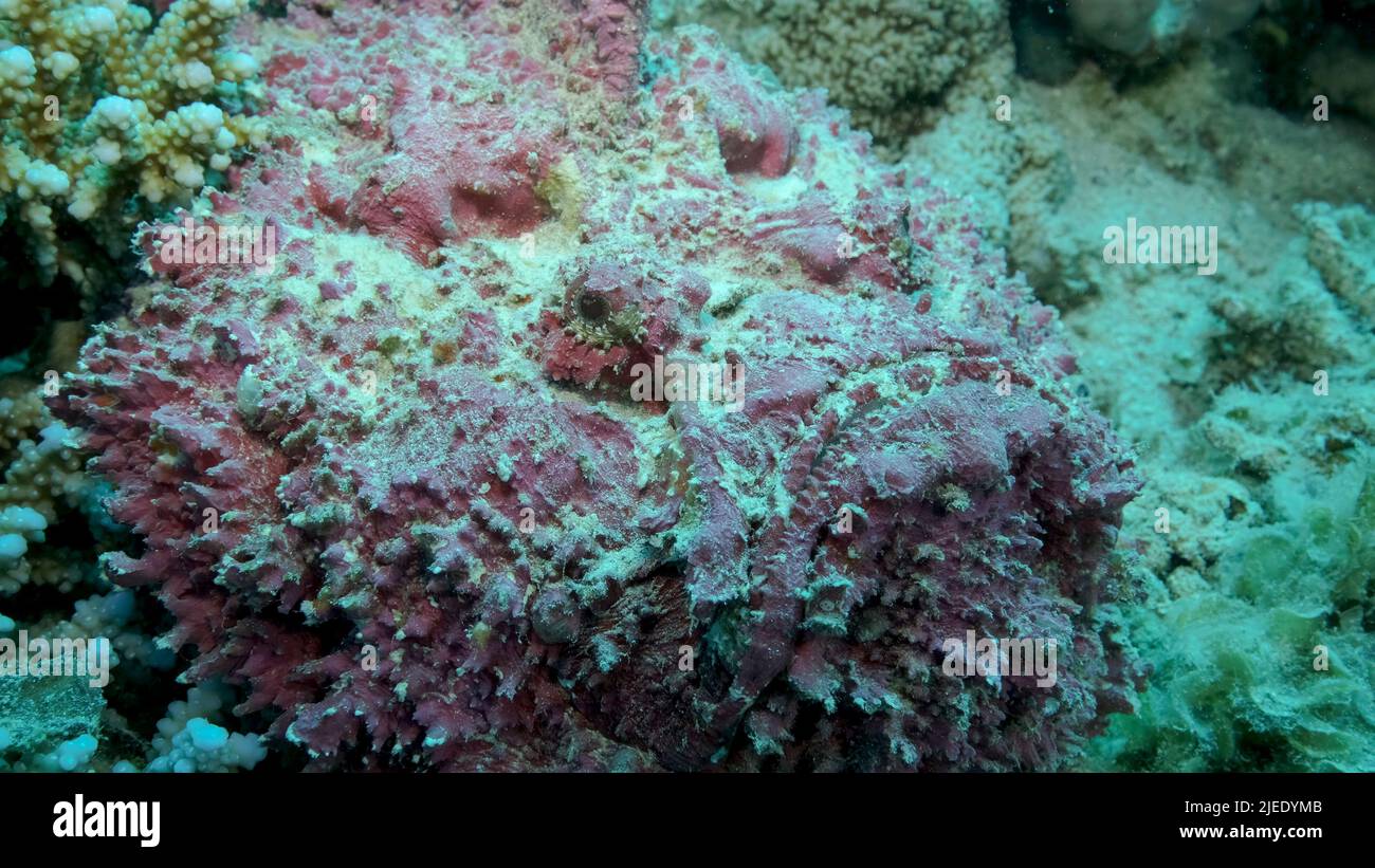 Red Sea, Egypt. 26th June, 2022. Close-up of pink Stonefish lies on ...