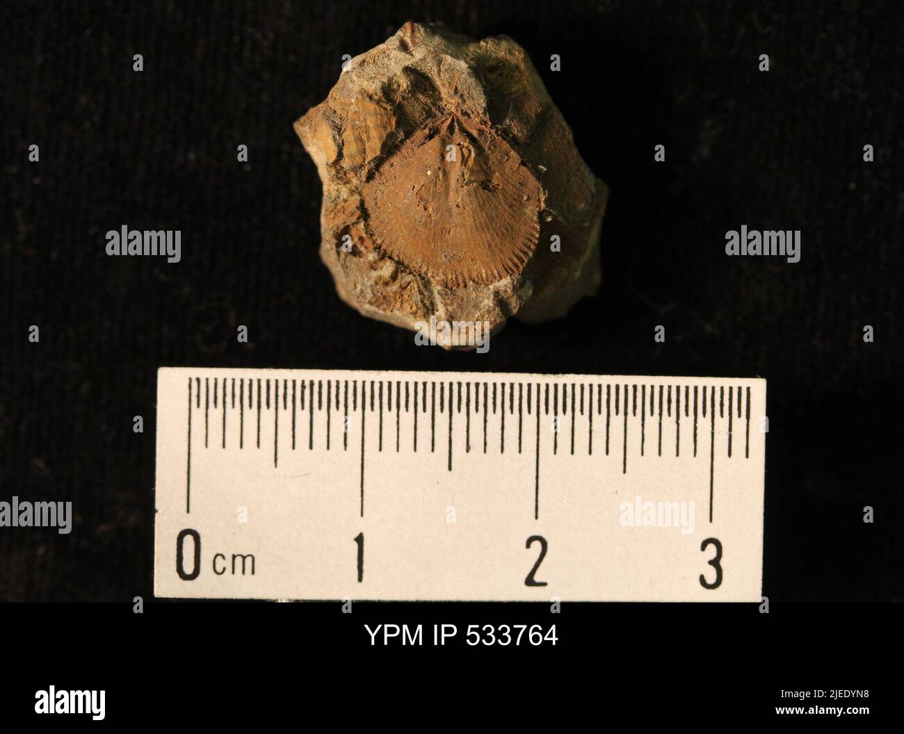 Nucleospira concinna hall hi-res stock photography and images - Alamy