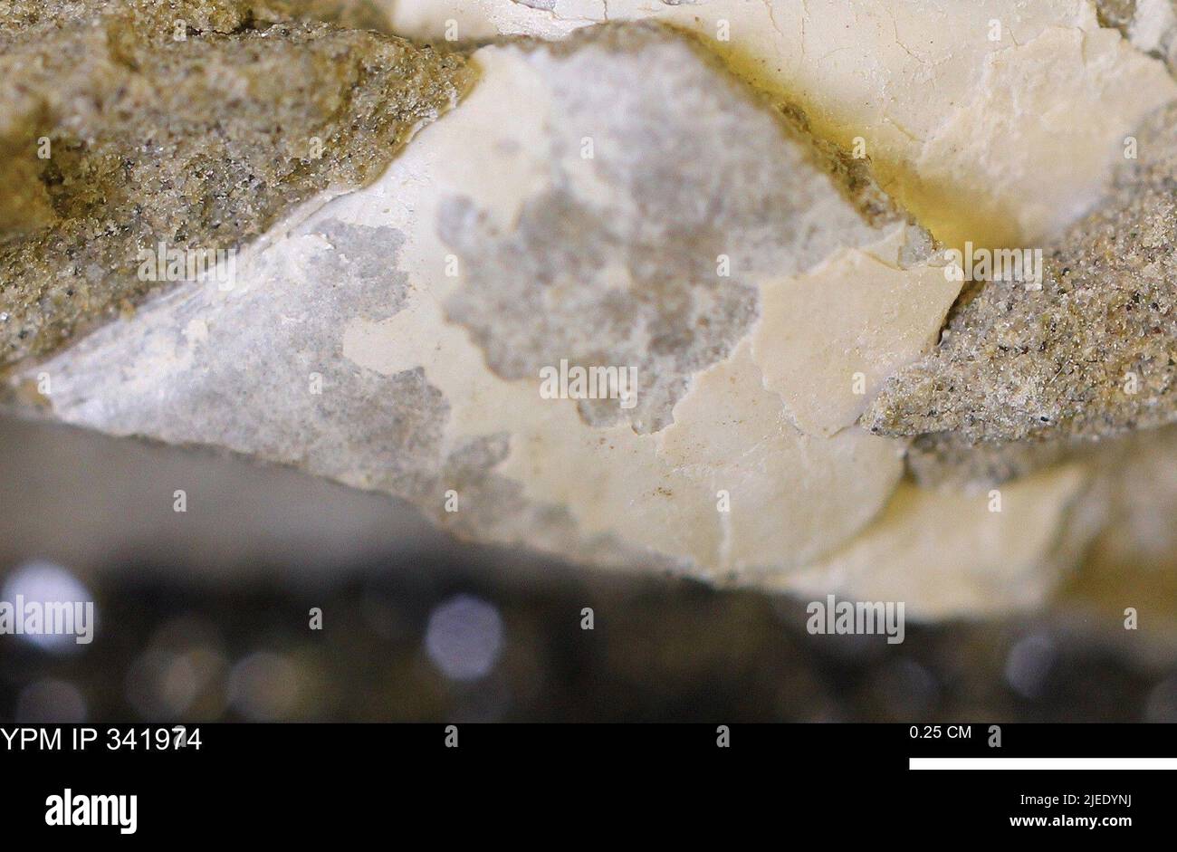 Phylum mollusca classification hi-res stock photography and images - Alamy