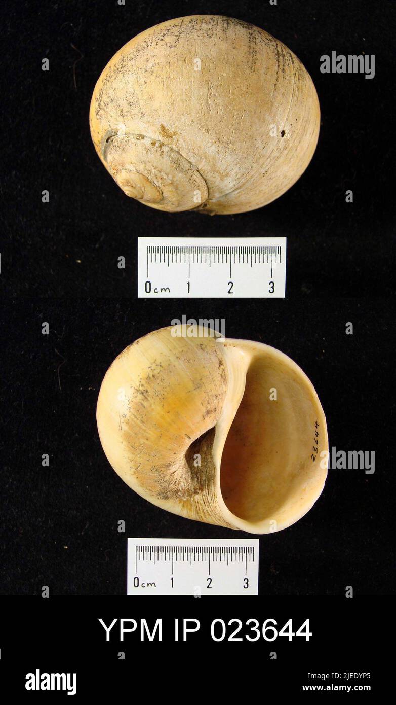 Polinices hi-res stock photography and images - Alamy