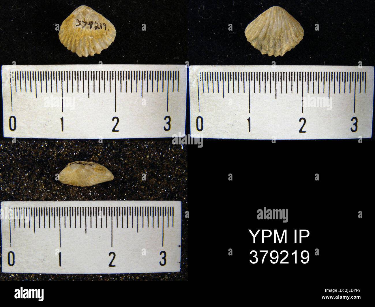 Brachiopoda brachipods and lamp s hi-res stock photography and images ...