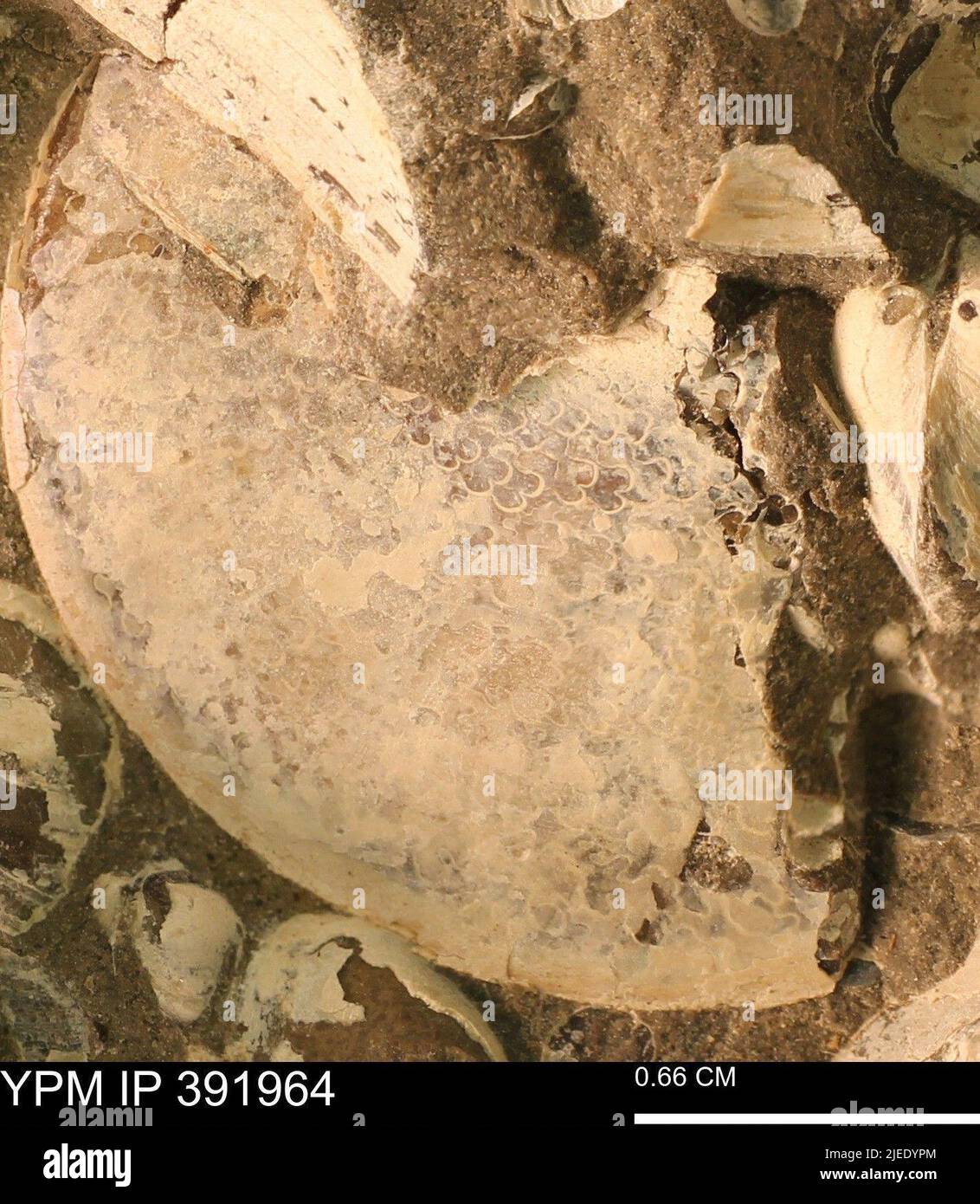 Sphenodiscus sp hi-res stock photography and images - Alamy