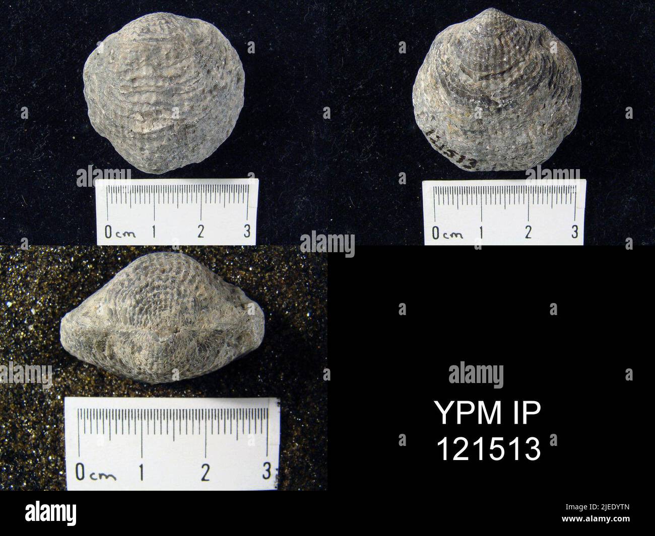 Atrypa spinosa hall hi-res stock photography and images - Alamy