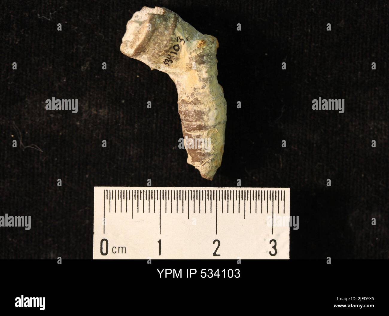 Lithostrotion proliferum Hall Stock Photo - Alamy