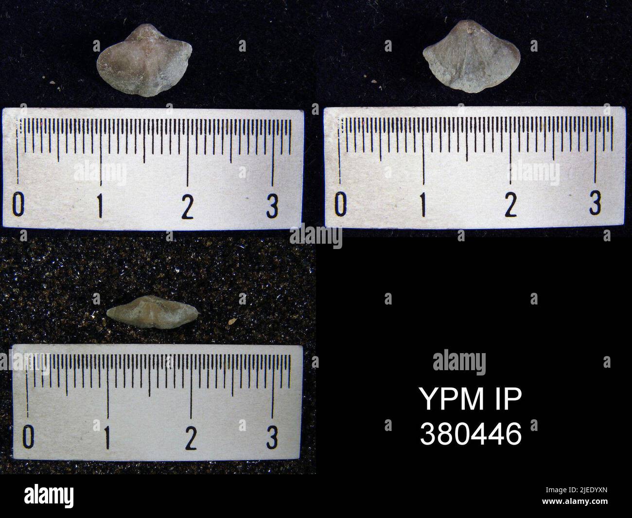 Spirifer radiatus animalia hi-res stock photography and images - Alamy