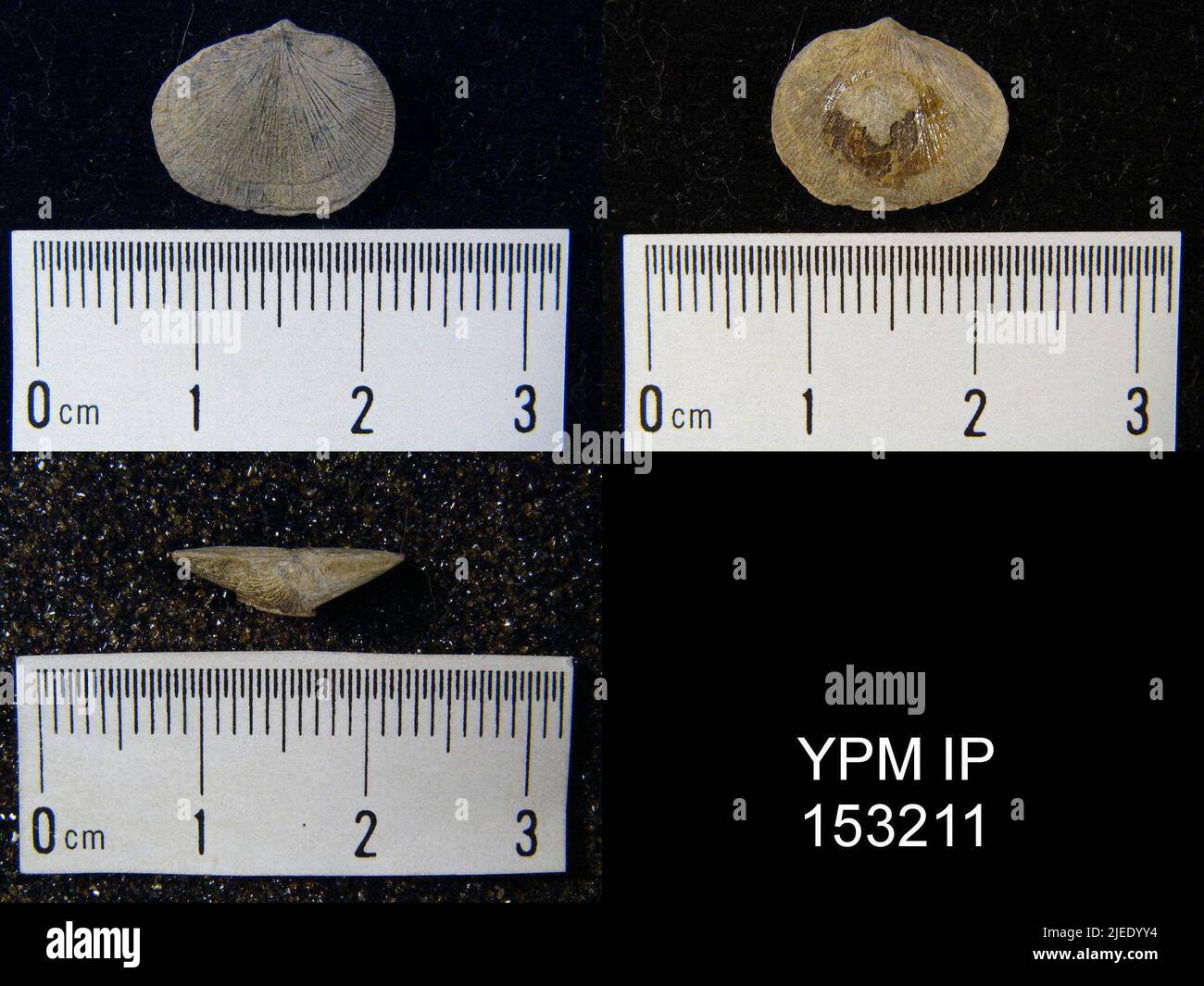 Rhynchonelliforme hi-res stock photography and images - Alamy