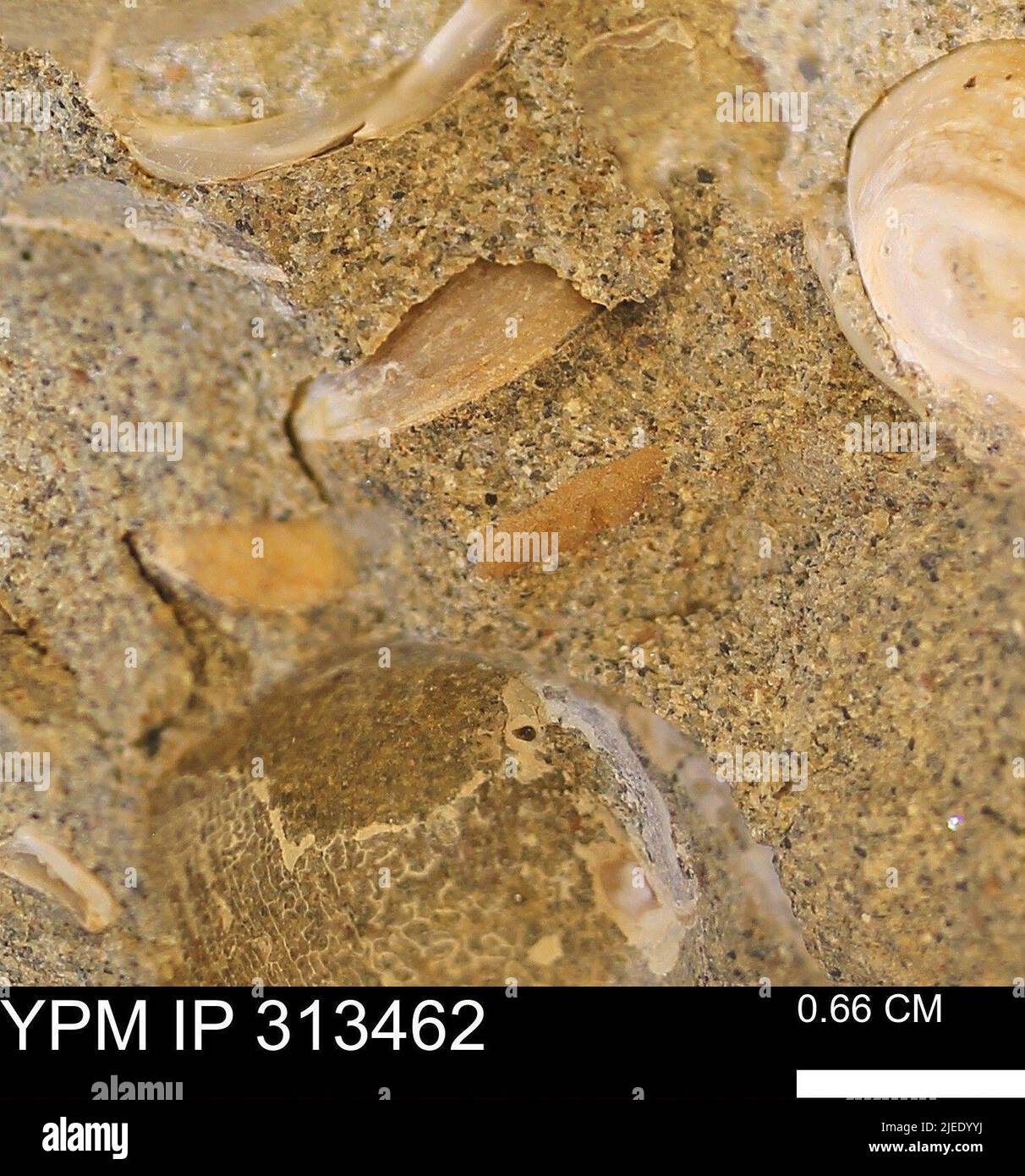 Corbicula sp animalia hi-res stock photography and images - Alamy