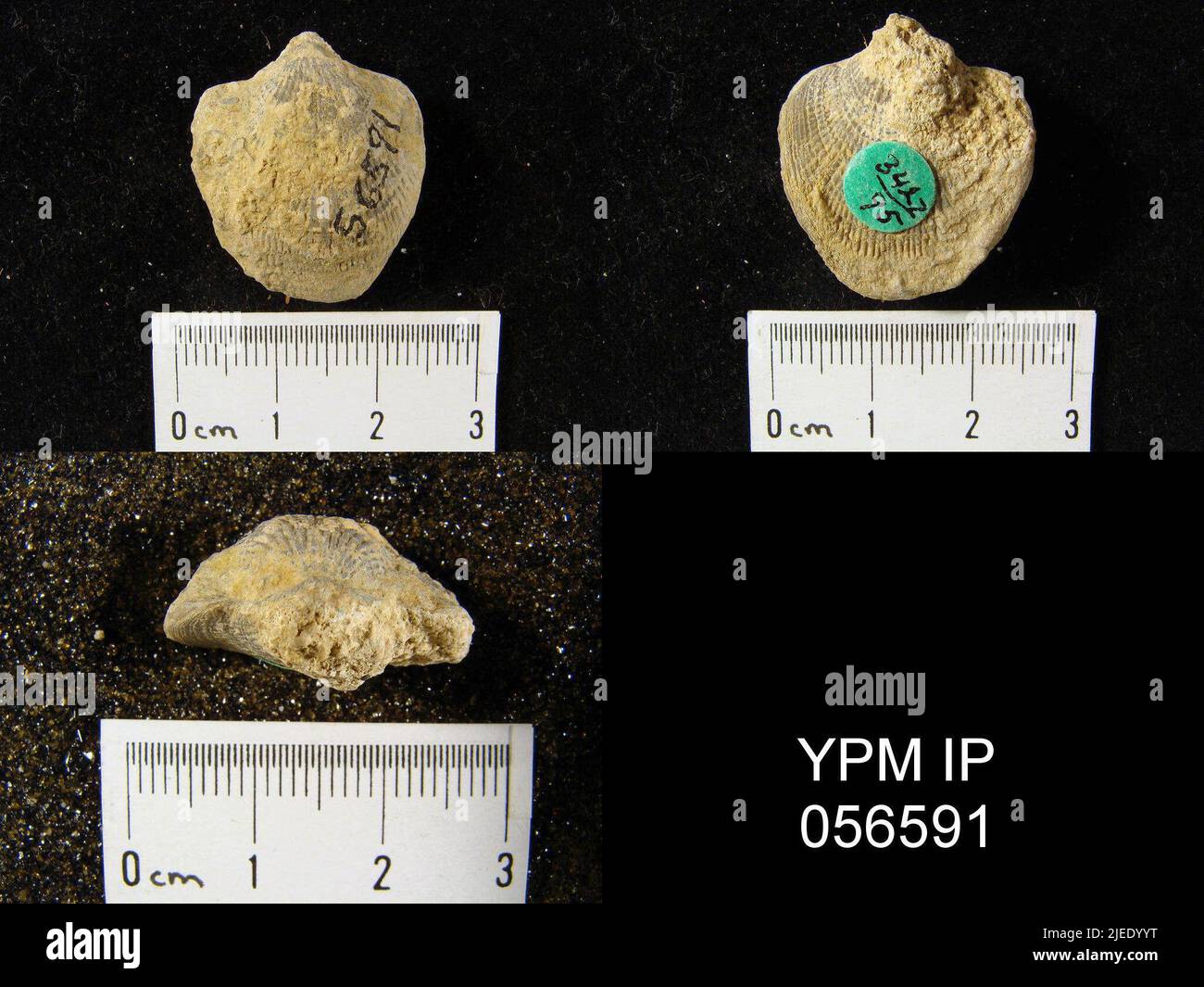 Atrypa reticularis Linnaeus, 1767 Stock Photo - Alamy