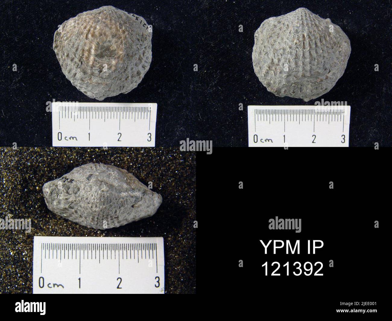 Atrypa spinosa hall hi-res stock photography and images - Alamy