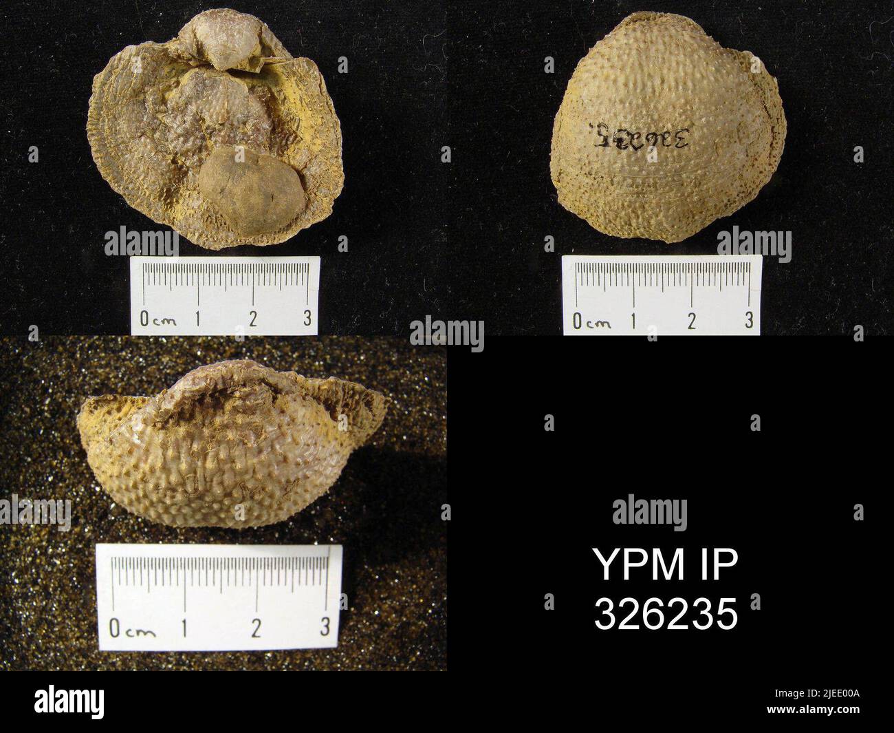 Pustula sp animalia hi-res stock photography and images - Alamy