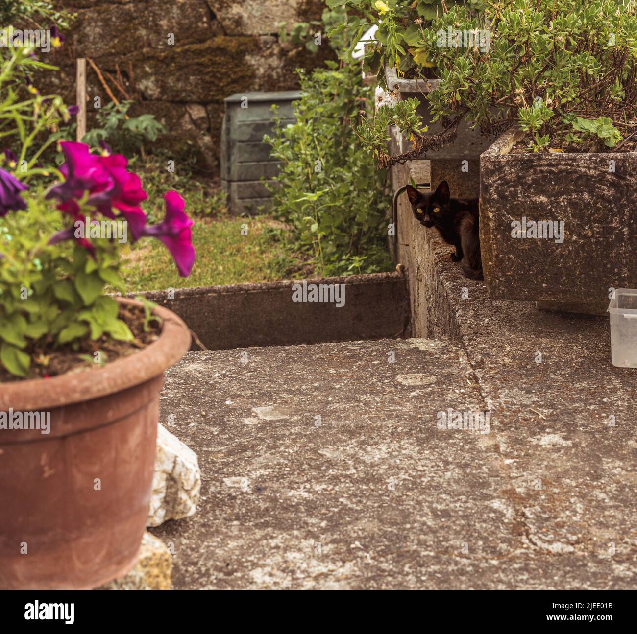 blue wing cocktail Stock Photo - Alamy