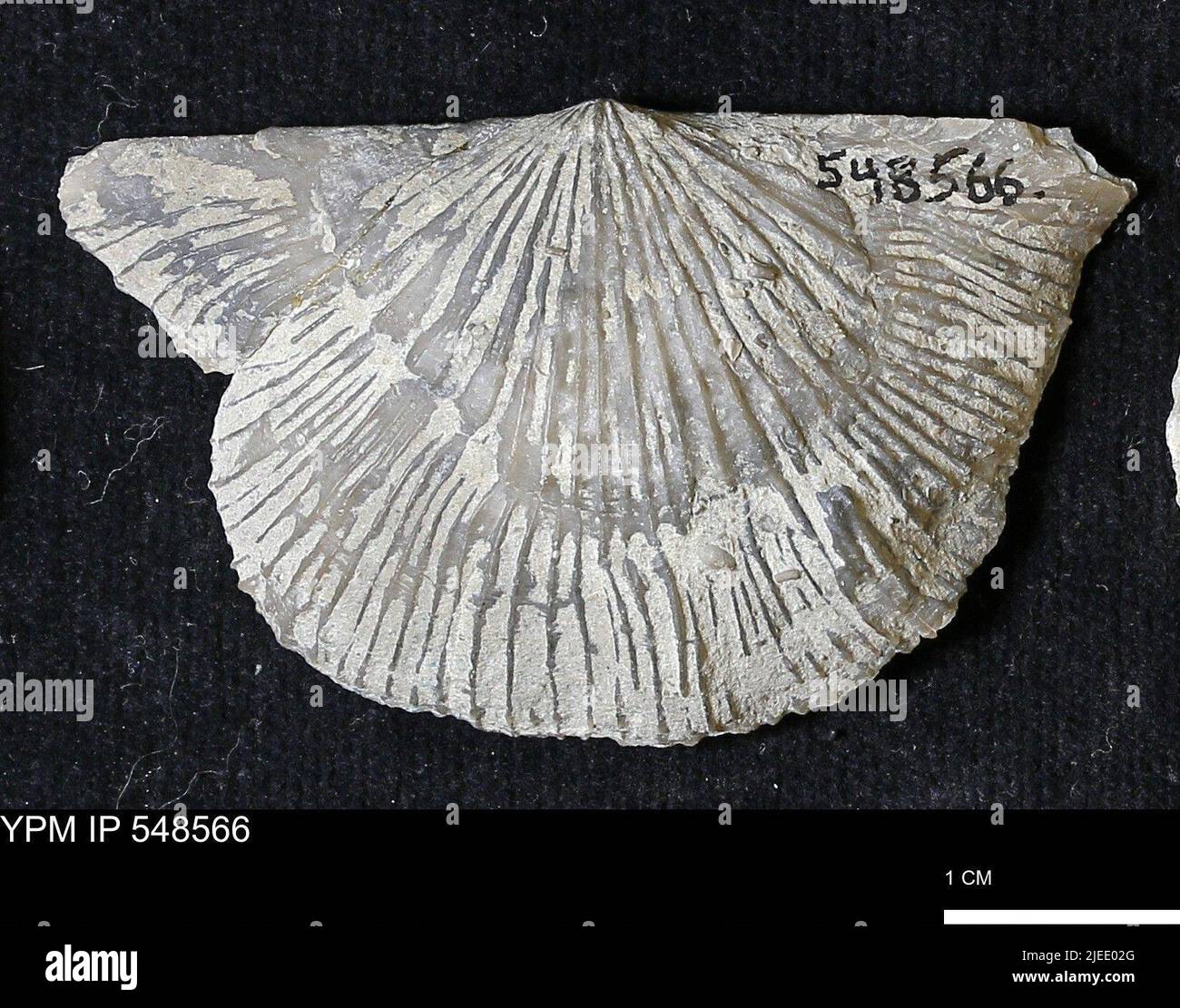 Inflexa hi-res stock photography and images - Alamy