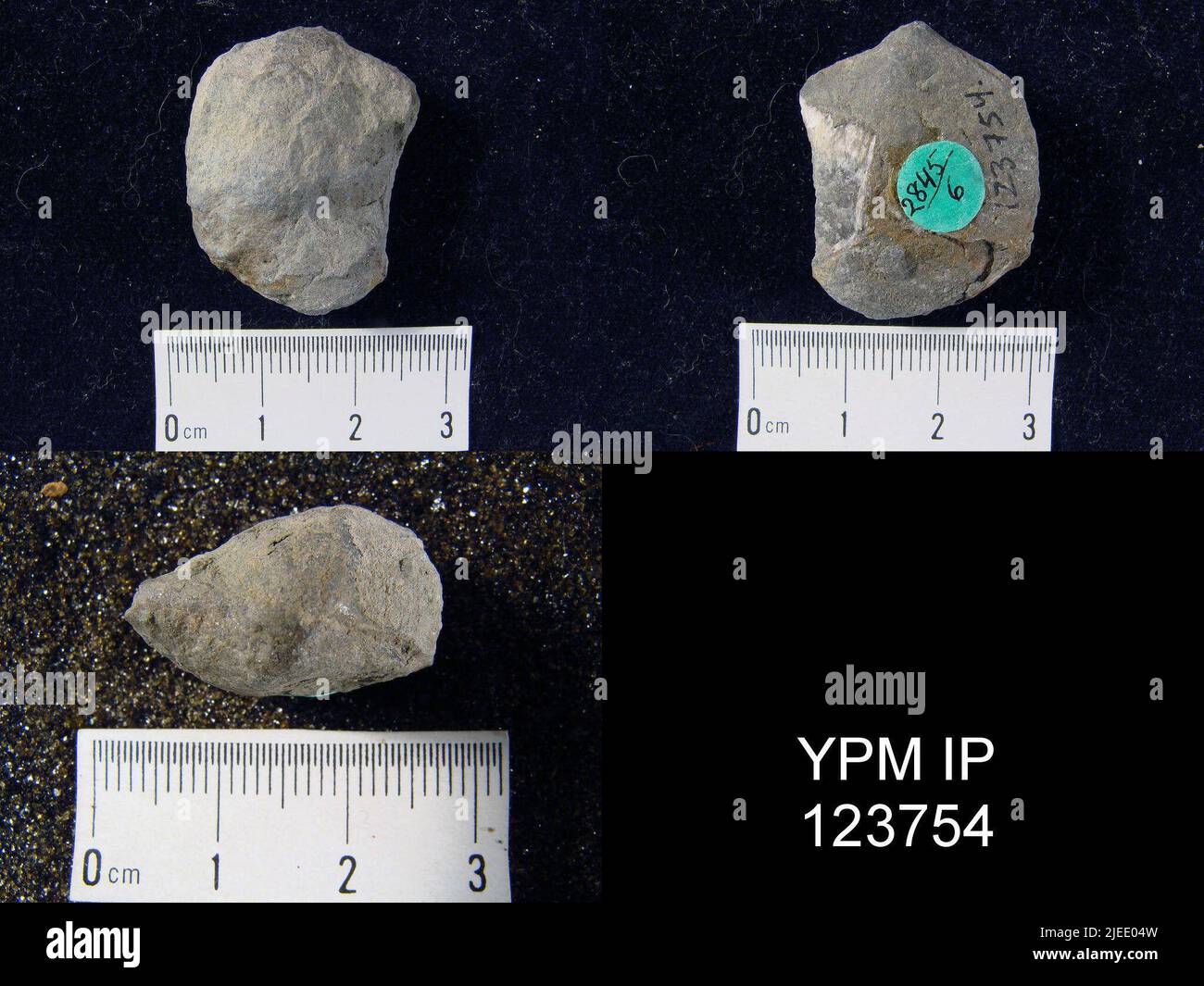 Atrypa reticularis linnaeus hi-res stock photography and images - Alamy