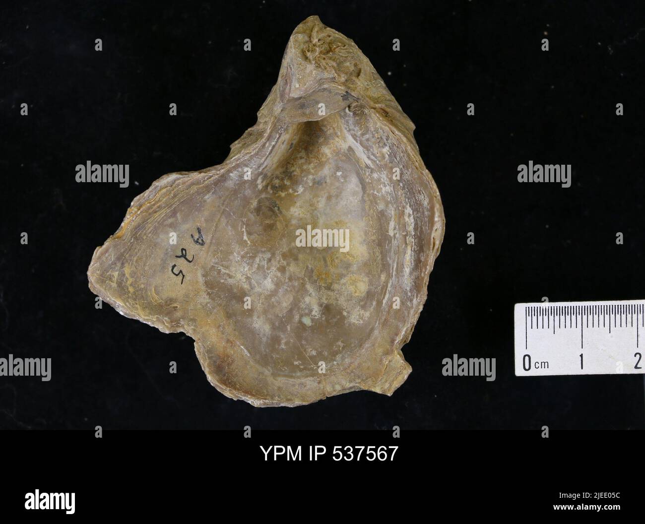 Gryphaea mucronata gabb animalia hi-res stock photography and images ...