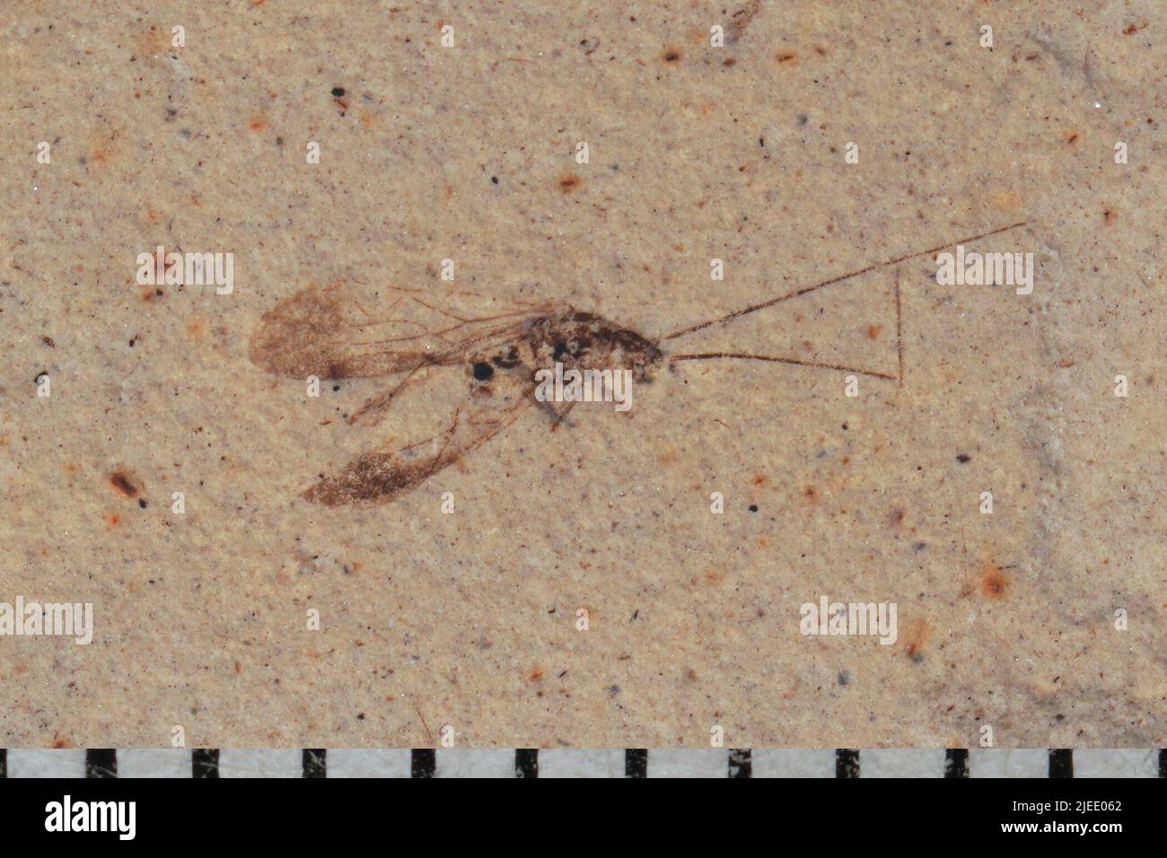 Undet psocoptera animalia hi-res stock photography and images - Alamy