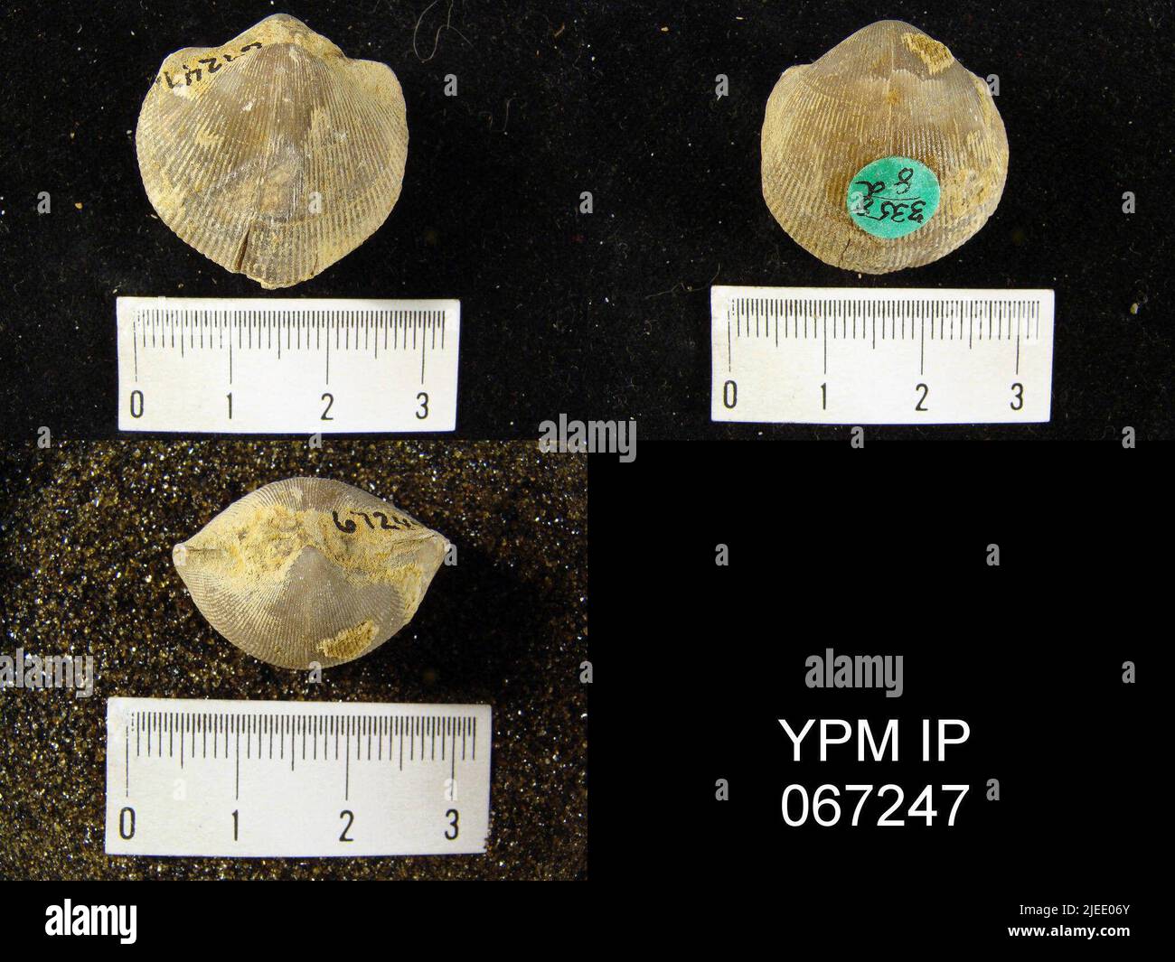 Spirifer hi-res stock photography and images - Alamy