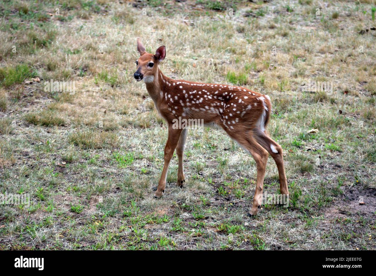 Cute baby deer standing chewing hi-res stock photography and images - Alamy