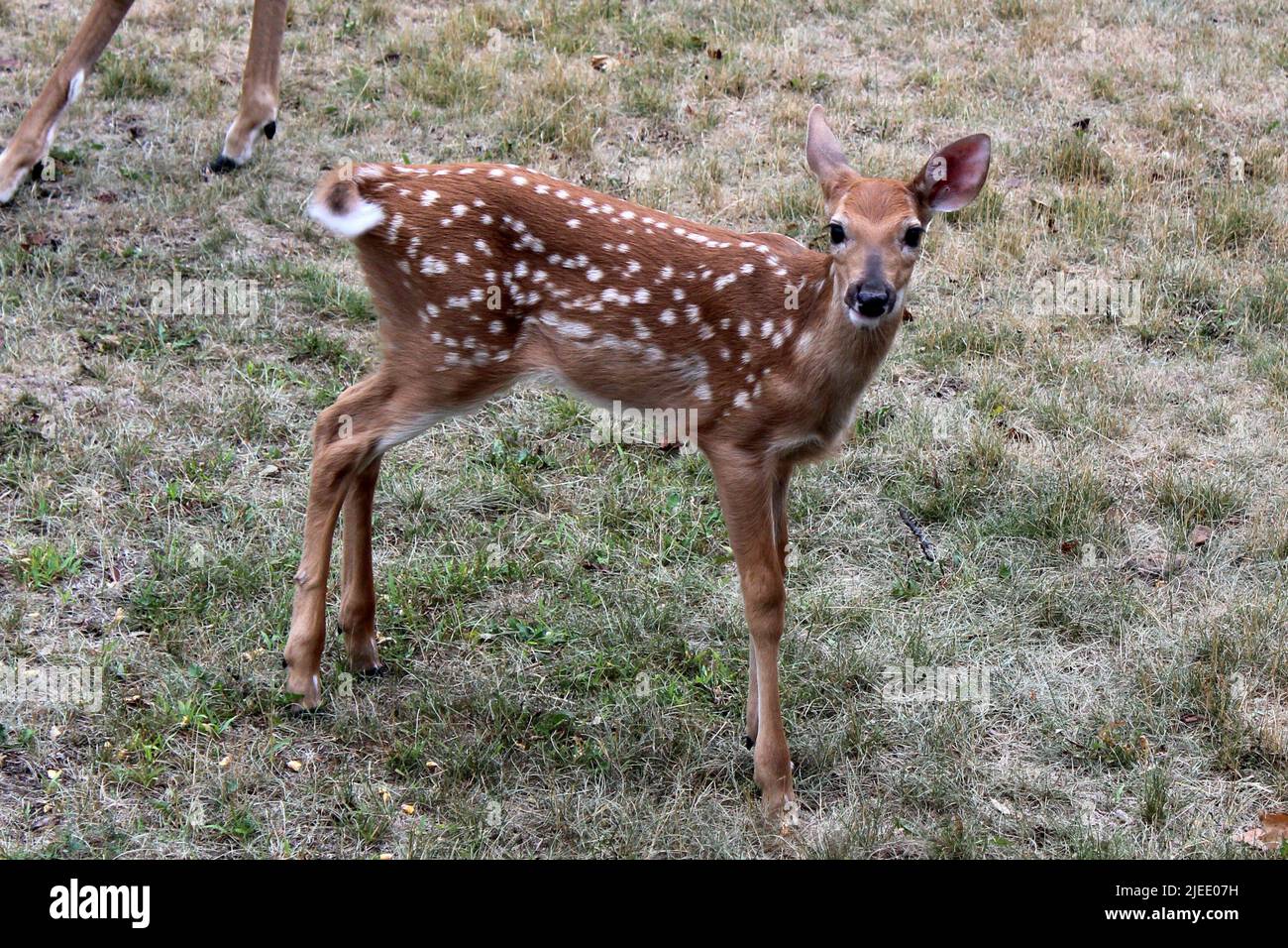 A Curious Fawn Boldly Comes Very Close Stock Photo - Alamy
