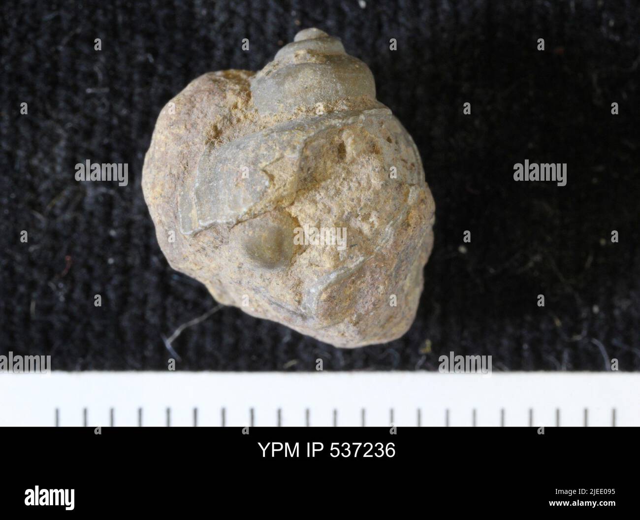 Viviparus montanaensis Stanton Stock Photo - Alamy