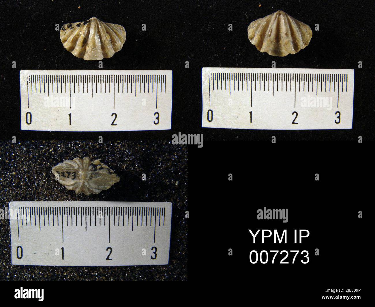 1826 animalia hi-res stock photography and images - Alamy