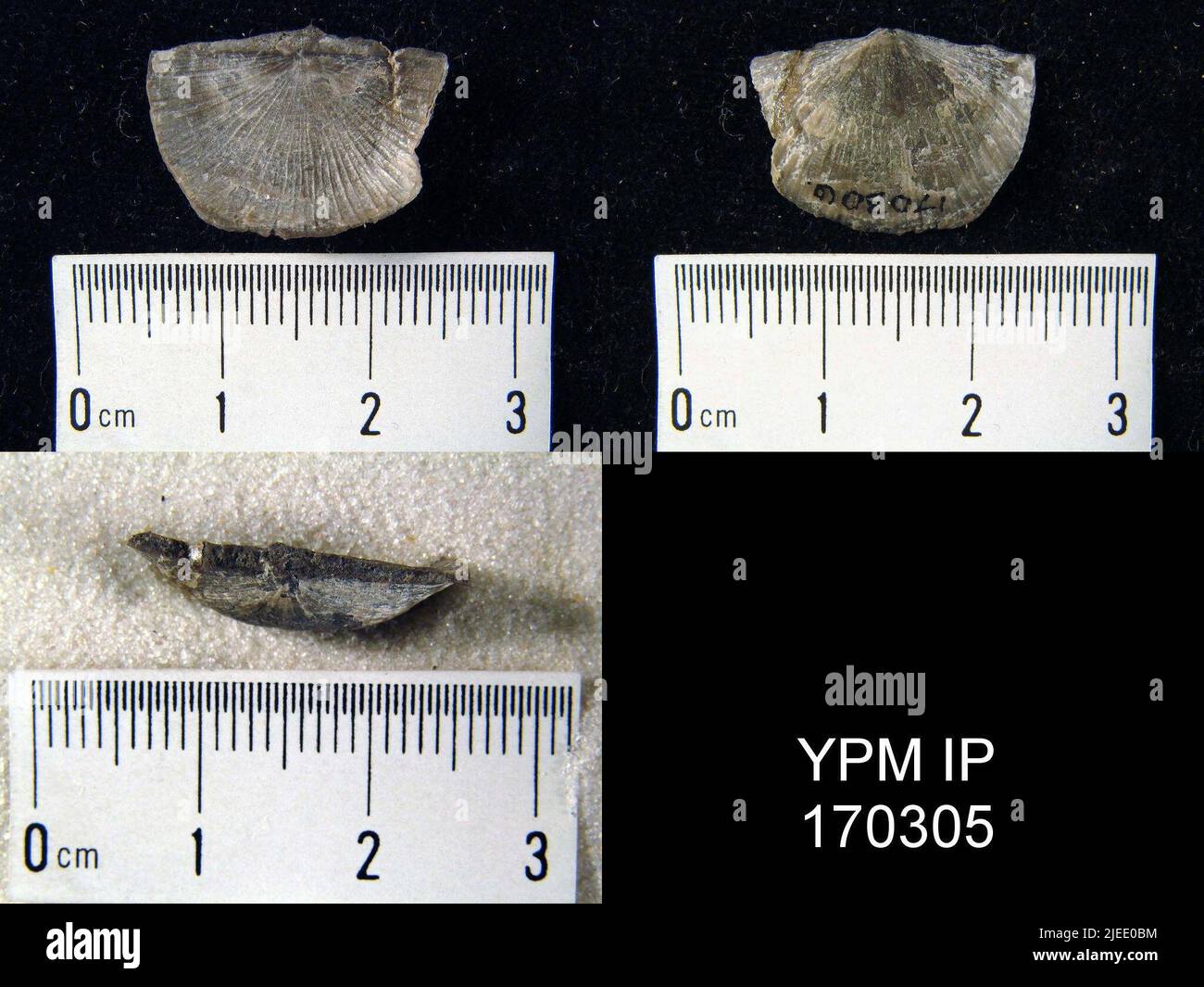 Rafinesquina hi-res stock photography and images - Alamy