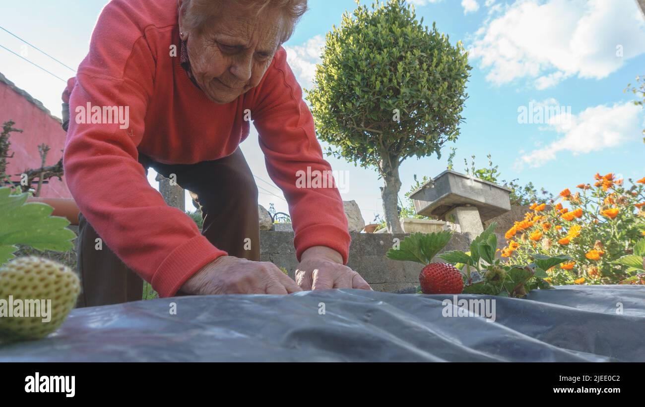 blue wing cocktail Stock Photo - Alamy