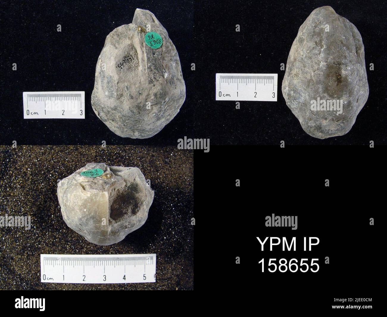 Pentamerus oblongus (Sowerby Stock Photo - Alamy