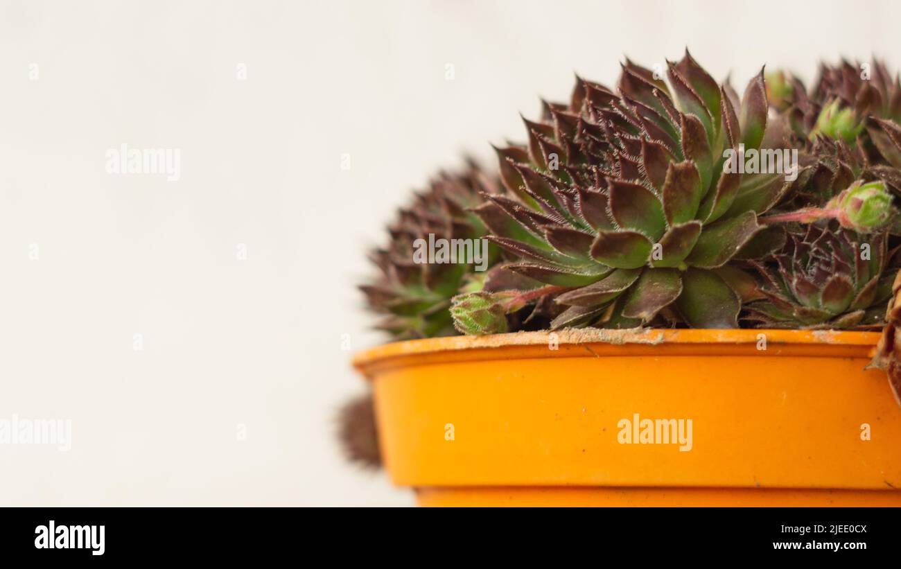 blue wing cocktail Stock Photo - Alamy