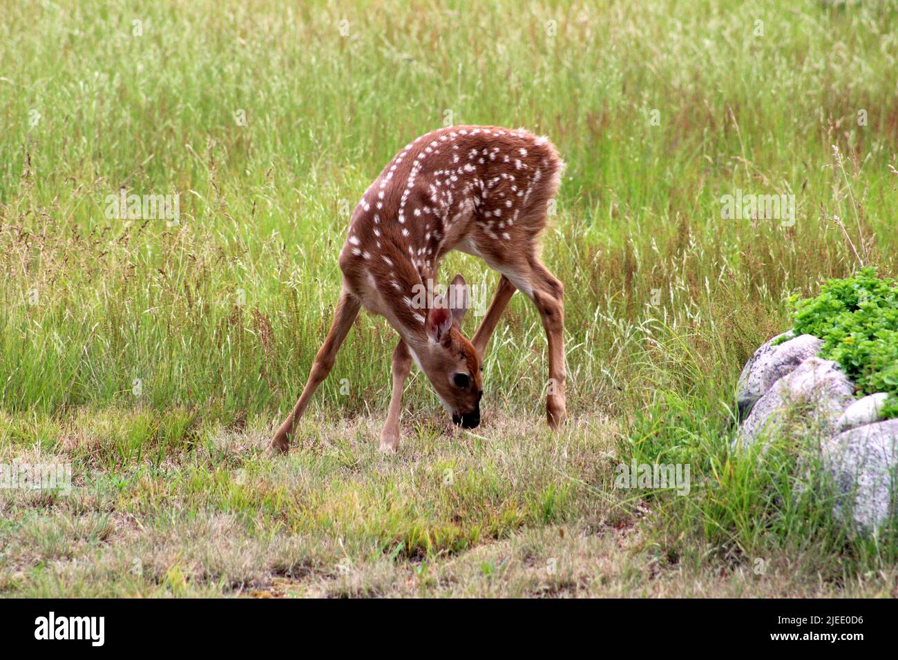 A Fawn Sniffing Around in the Meadow Stock Photo - Alamy