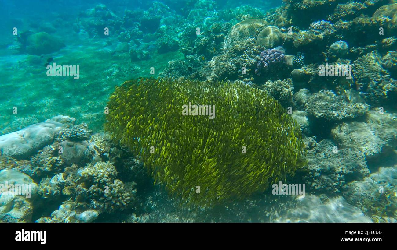 Red Sea, Egypt. 26th June, 2022. Massive school of juvenile Rabbitfish ...