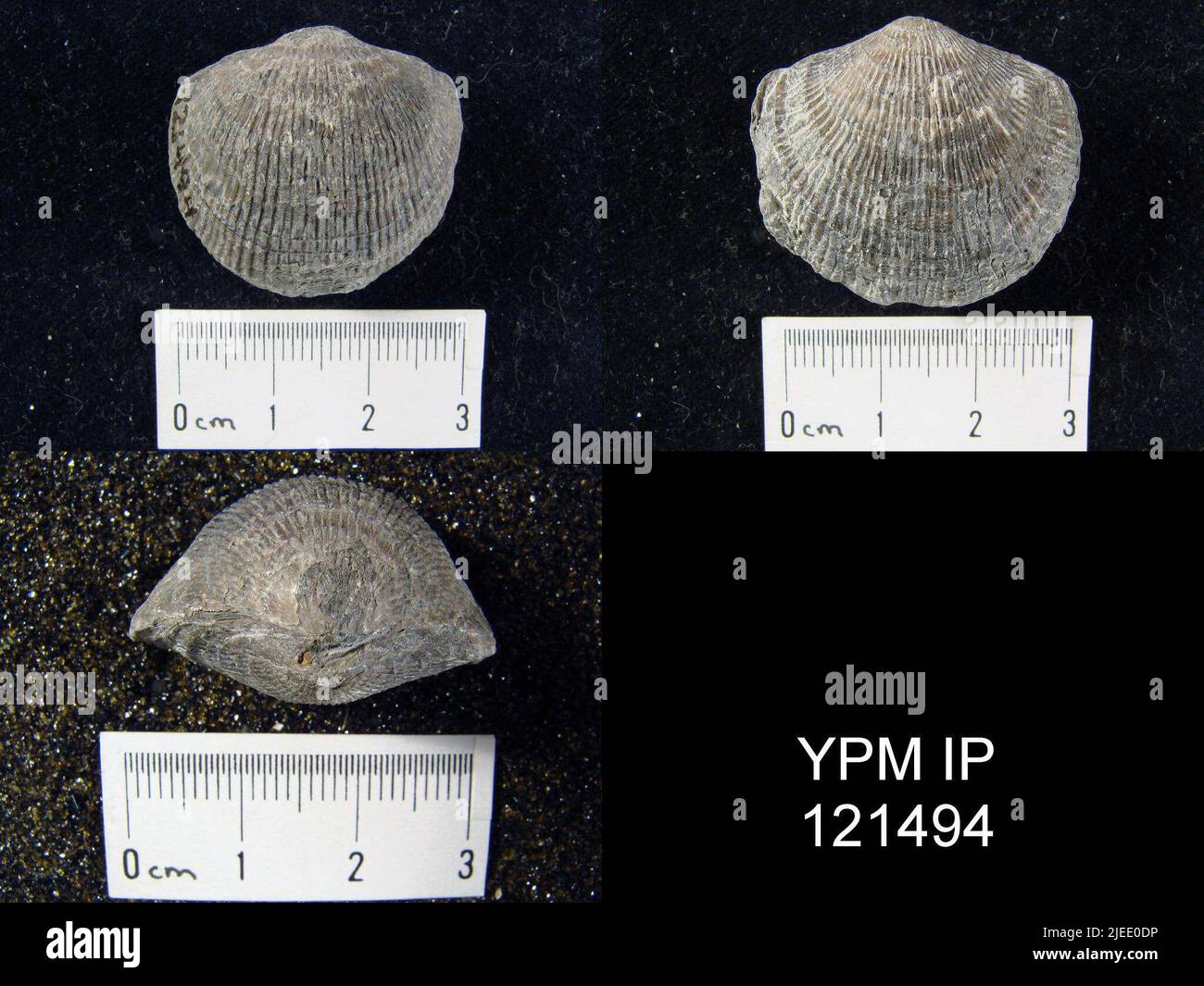 Atrypa hi-res stock photography and images - Alamy