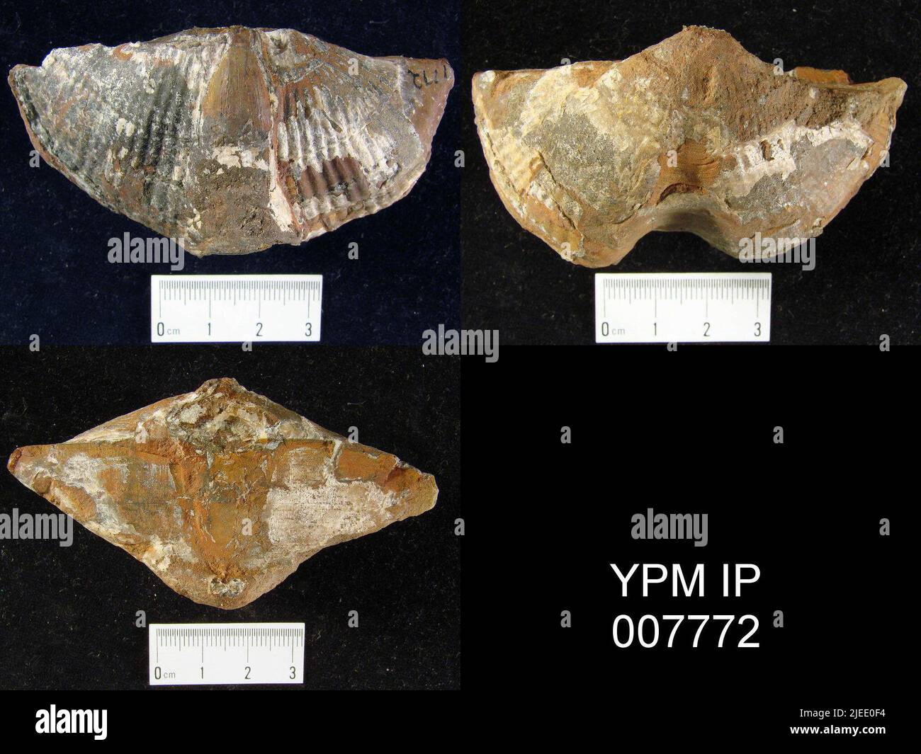 Syringothyris texta hall hi-res stock photography and images - Alamy