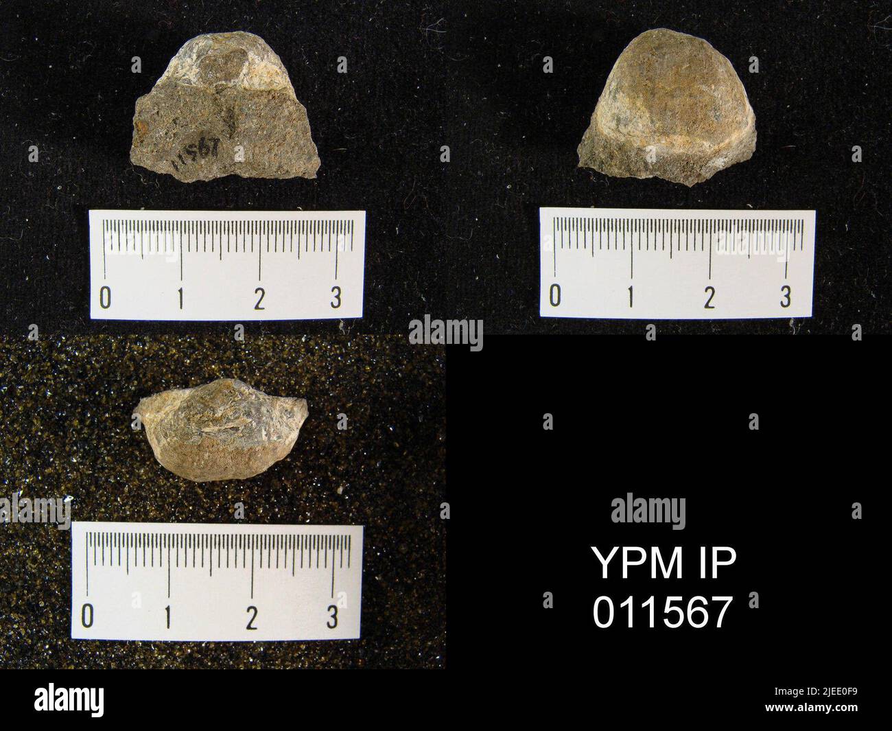 Avonia walcottiana costata king animalia hi-res stock photography and ...