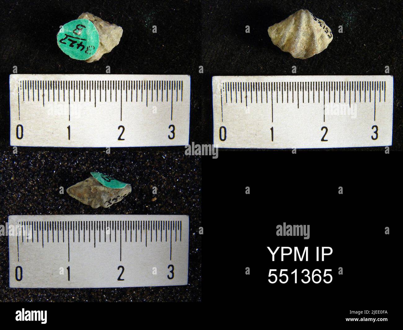 1826 animalia hi-res stock photography and images - Alamy