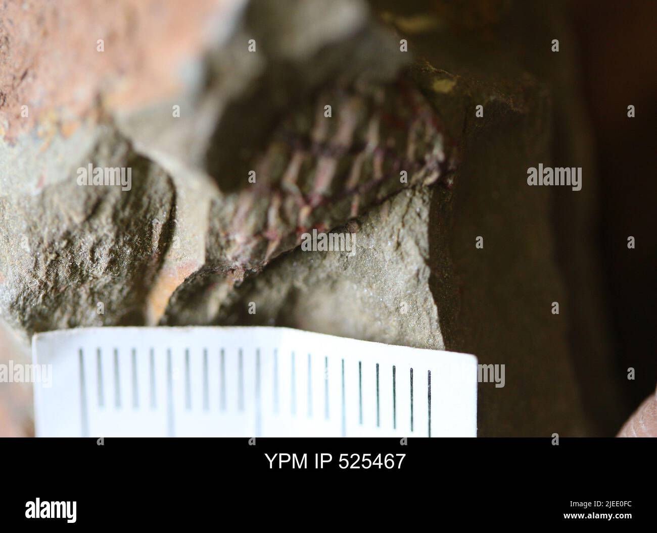 Dendroidea hi-res stock photography and images - Alamy