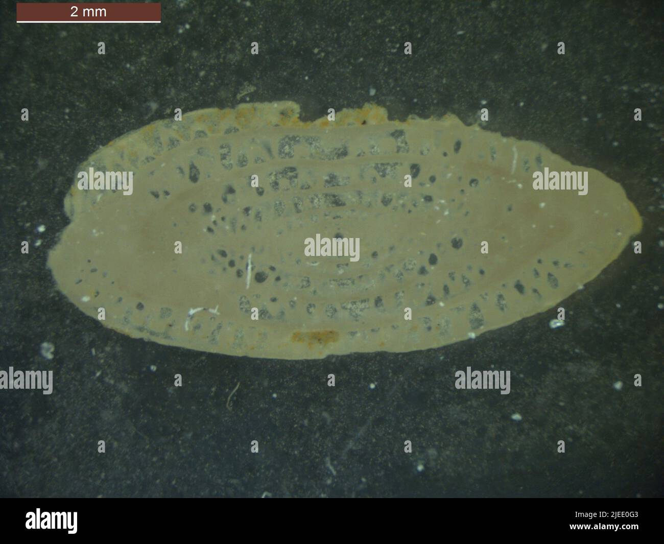 Schwagerina compacta (White Stock Photo - Alamy