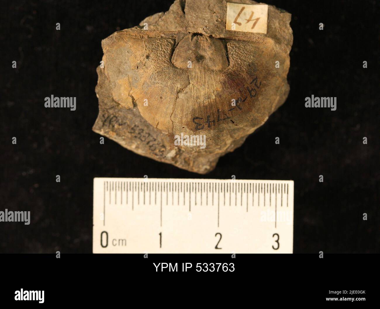 1842 animalia hi-res stock photography and images - Alamy