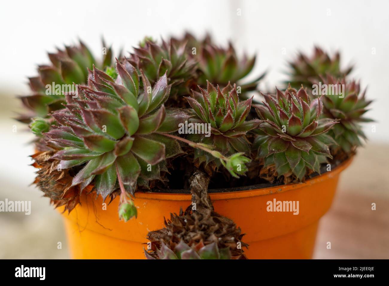 blue wing cocktail Stock Photo - Alamy