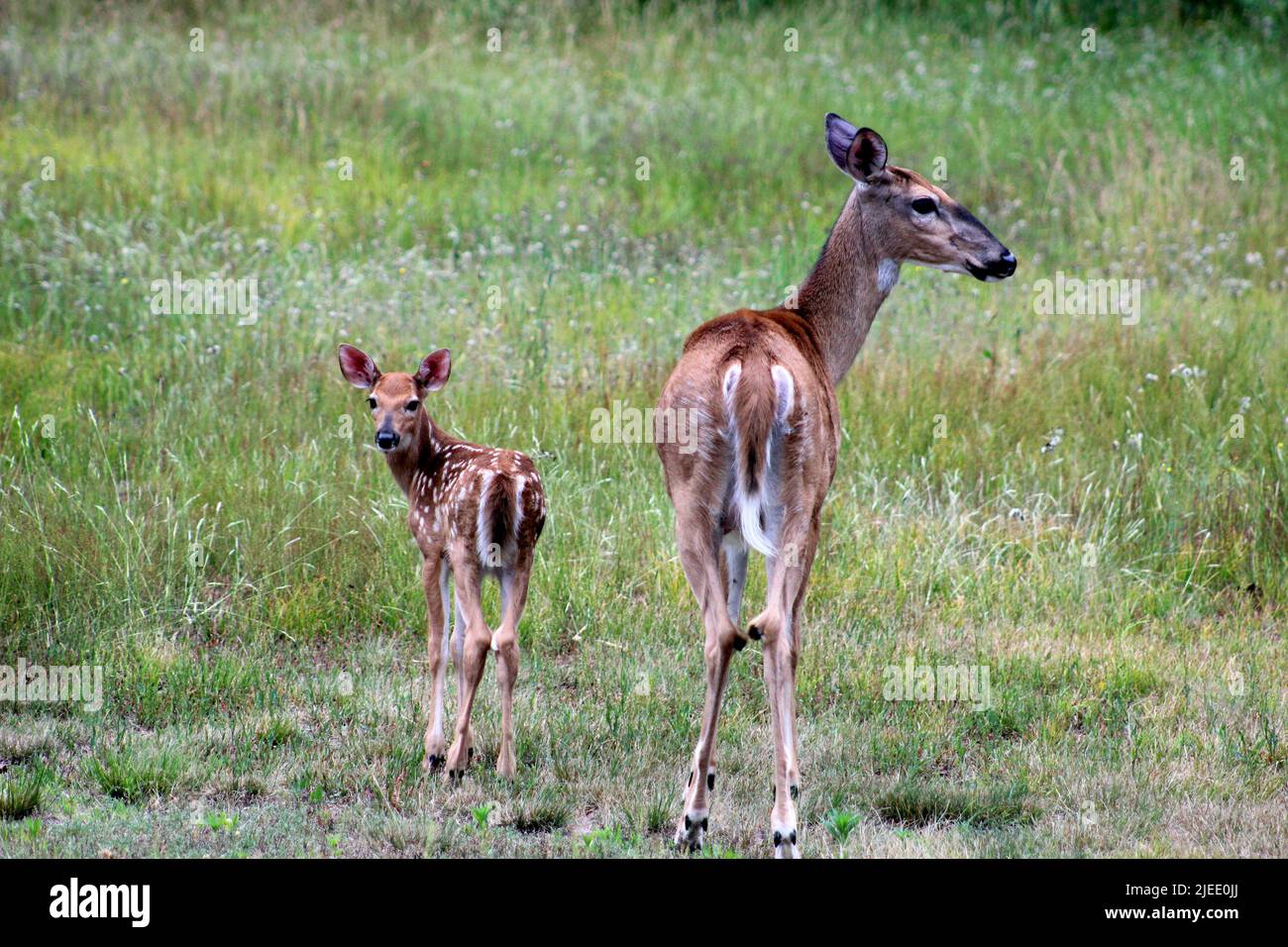 Mother and fawn together hi-res stock photography and images - Alamy