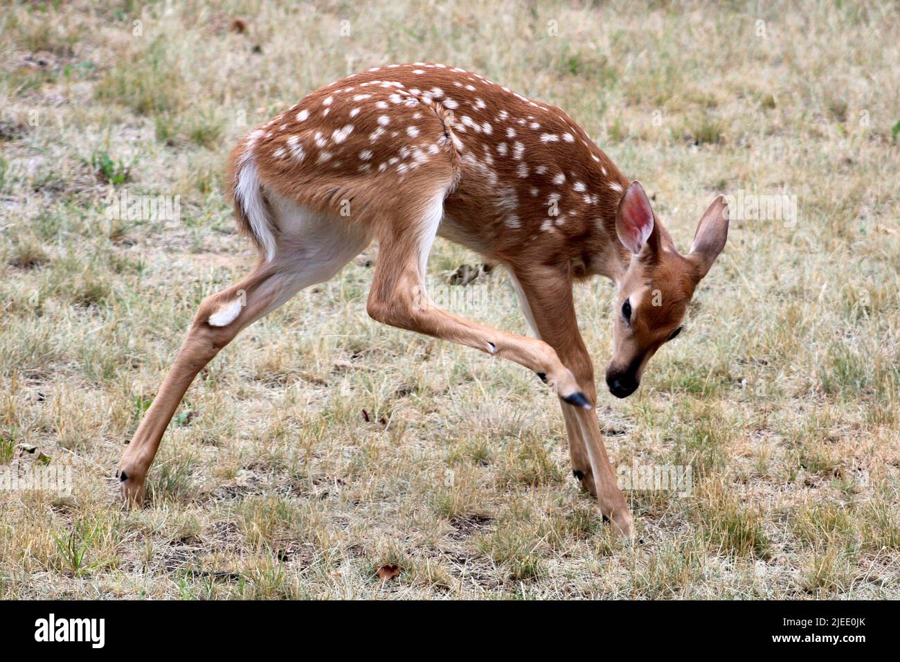 A Fawn Scratching Her Head Stock Photo - Alamy