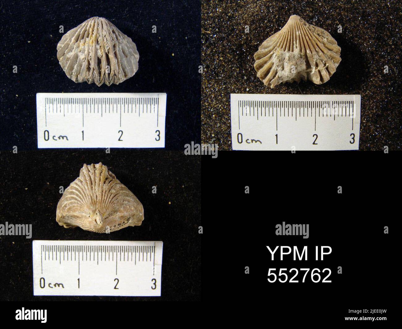 Rhynchonella pleurodon phillips hi-res stock photography and images - Alamy