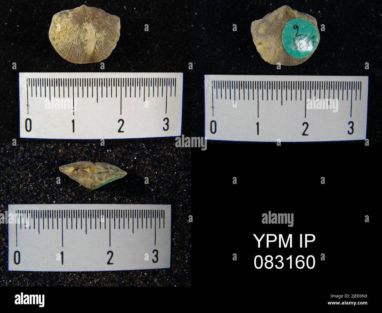 Dalmanella subcarinata Hall, 1857 Stock Photo - Alamy